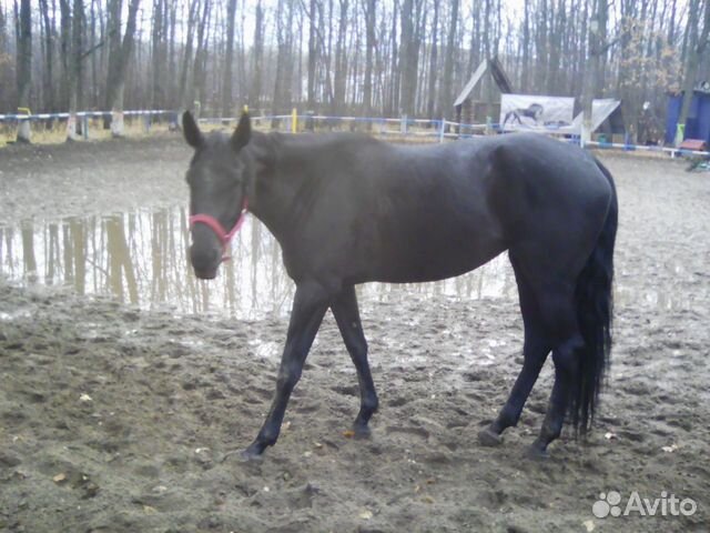 Кобыла русская верховая