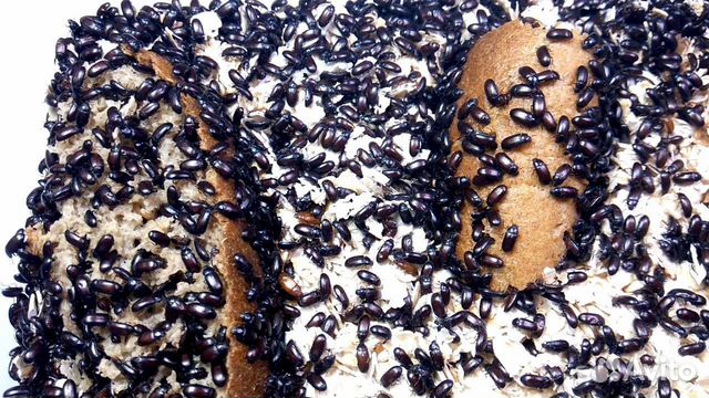 Жук-знахарь