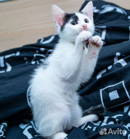 Очаровашка Фрося ищет свой дом