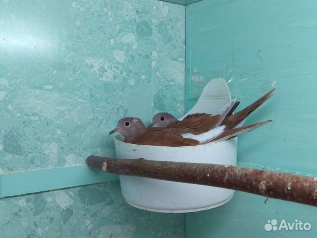 Сиреневые горлицы, гибридные горлицы