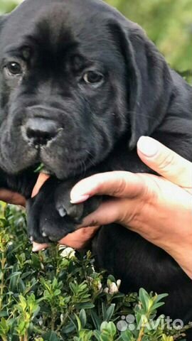 Продаются щенки Кане Корсо