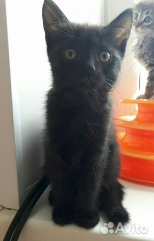 Девочка, возраст 2,5 месяца