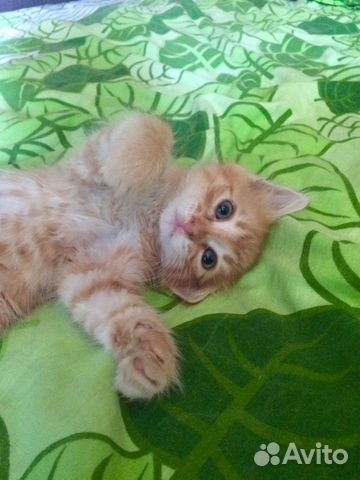 Кошечка в добрые руки