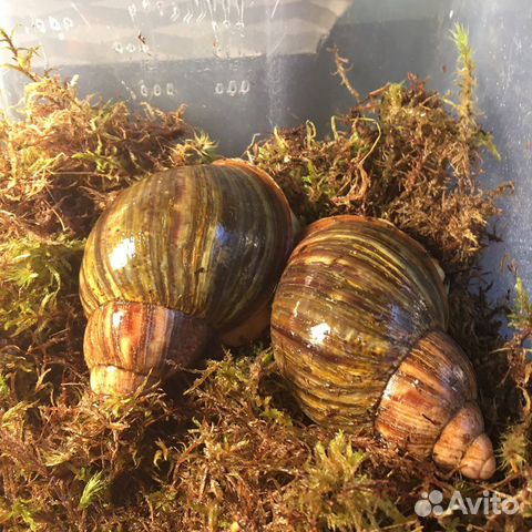 Улитки архахатина вентрикоза