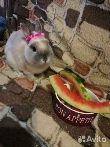 Породистый кролик с большой клеткой