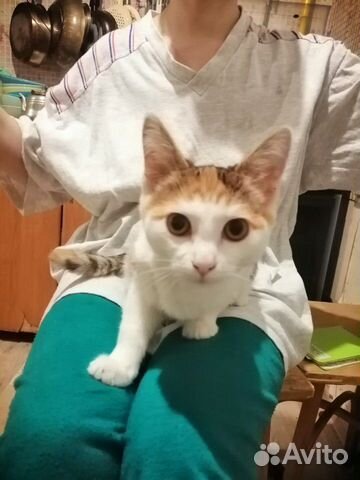 Отдадим котят в добрые руки