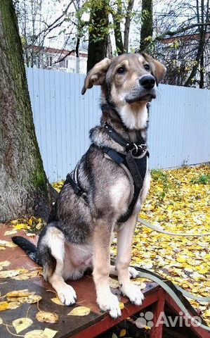 Агат. Маленький щенок. Бесплатно