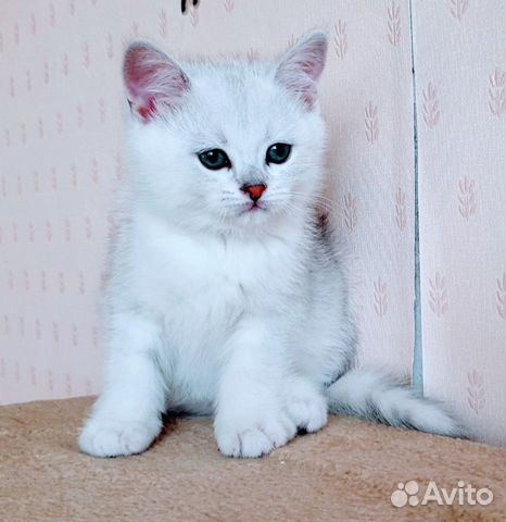 Британский котёнок F