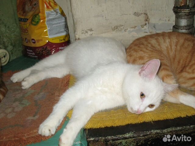 Абсолютно белый котик Козлик