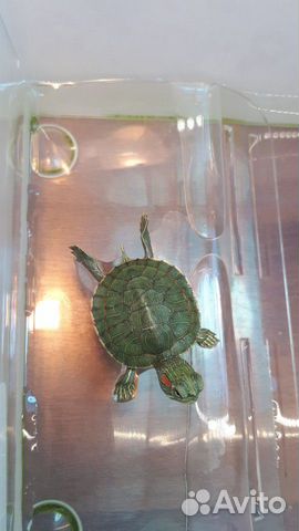 Черепашка красноушка