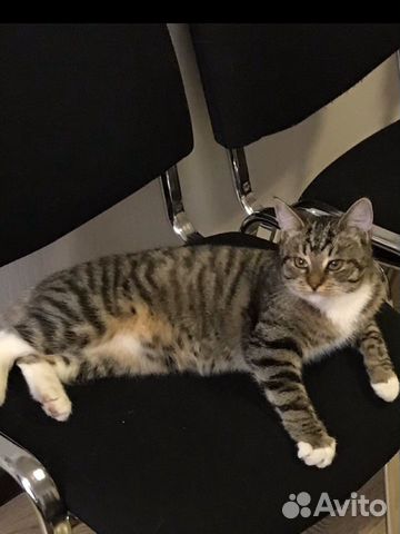 Молодая, очень милая и ласковая кошечка Алиса (7 м