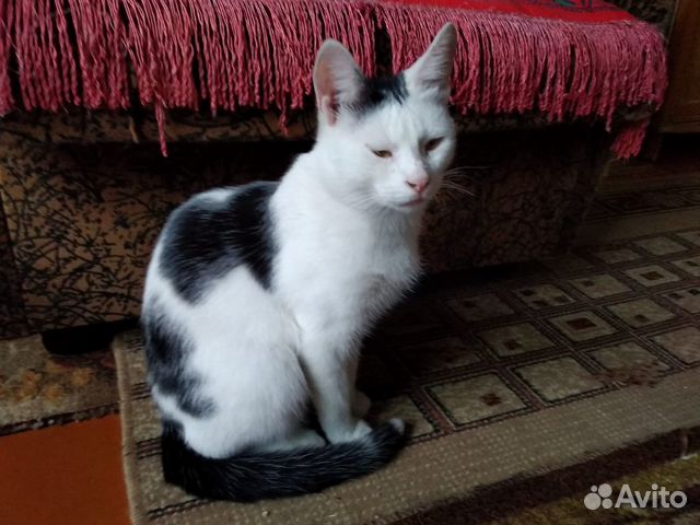 Котик