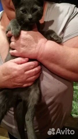 Отдам милого котика