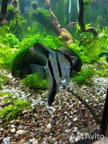 Скалярия Голубой Ангел