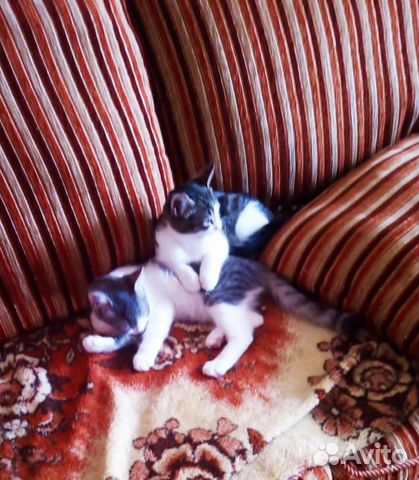 Котята (6 мес.)