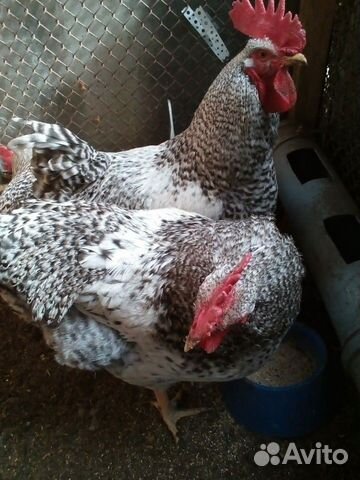 Петухи, чешский-доминант