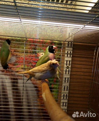 Японские амадины