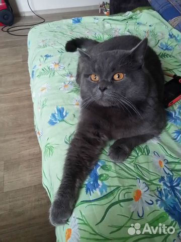 Британский кот Томас,ищет невесту