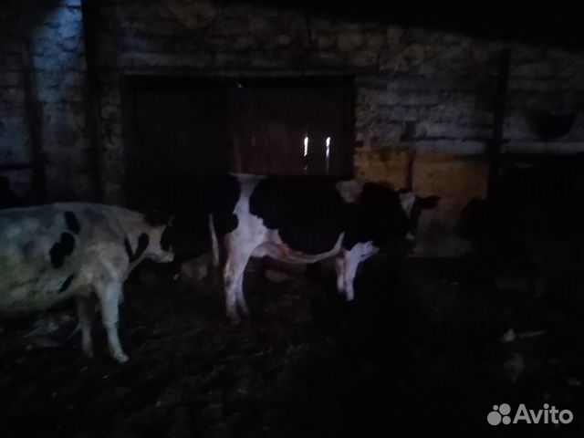 Корова черно-пестрой породы