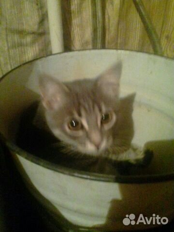 Котик маленький 3-4месяца