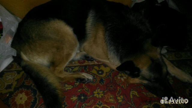 Ждем невесту