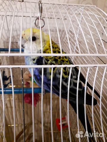 Розелла бледноголовый