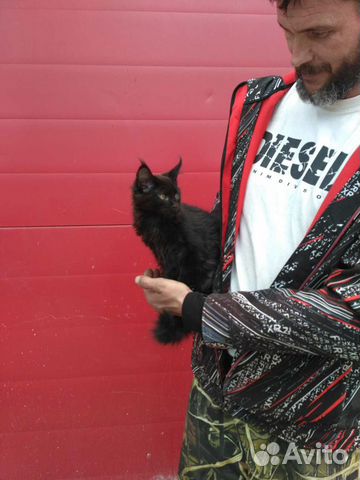 Черный кот Мэйн Кун гигант. Обмен