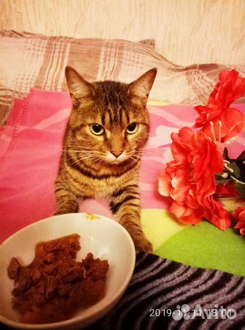 Котик с бенгальскими корнями