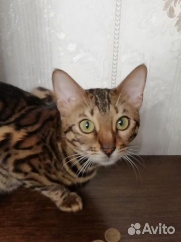 Молодая бенгалочка