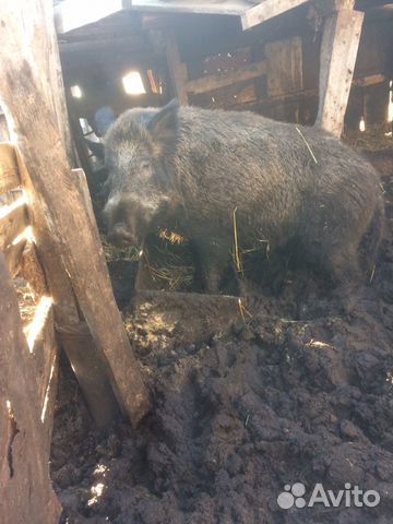 Мясо кабана