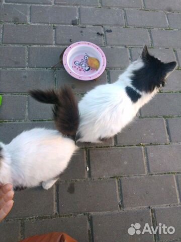 Котята в хорошие руки