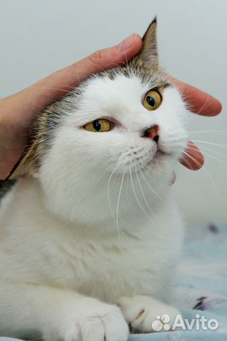 Метис британки Ласкуша около 2 лет ищет свой дом