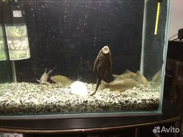 Караси. Продажа обмен