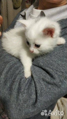 Котята ищут свою семью