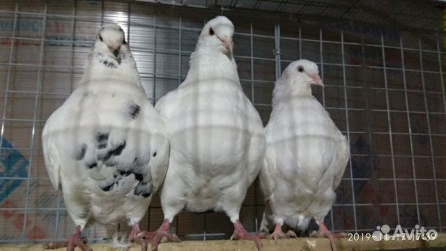 Голуби Мясные: Кинг, Штрассер