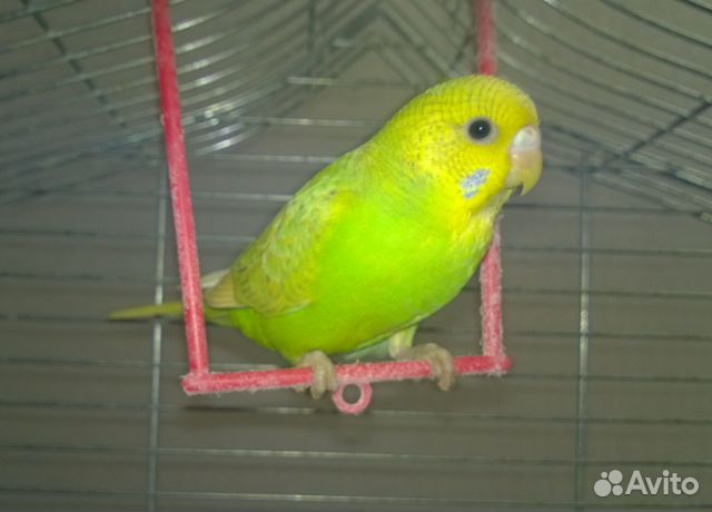 Волнистый попугай птенец самка