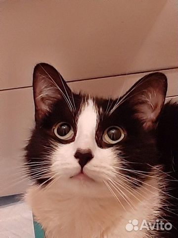 Кошка с сердечком на носу ищет дом