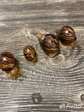 Улитки Ахатинские