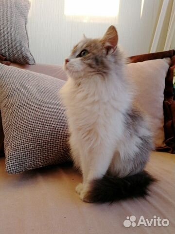 Маленькая кошечка
