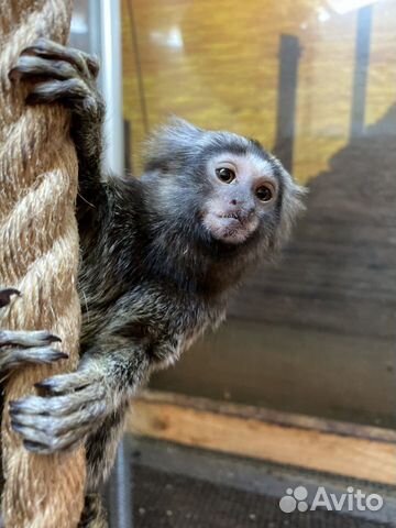 Обезьянка ручная
