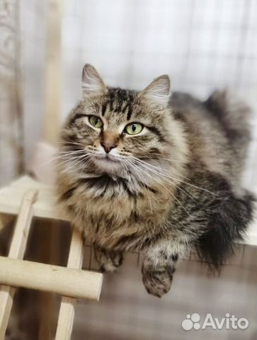 Ласковая кошечка в добрые ручки