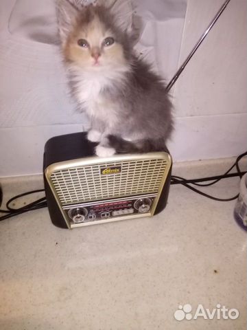 Маленькая принцессс