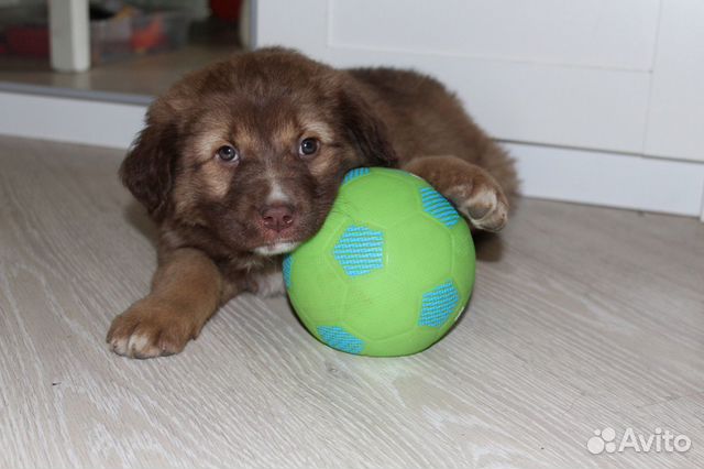 Щенок (девочка. 1,5 месяца) в дар, в добрые руки