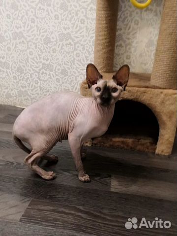 Кошечка Канадочка на пмж