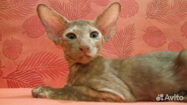 Ласковые цинамоновая и шоколадная девочки