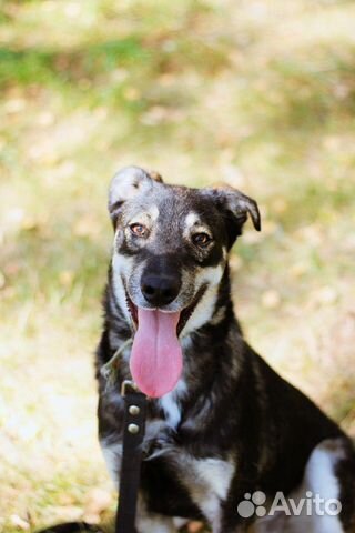 Супер пёс Боня в добрые руки