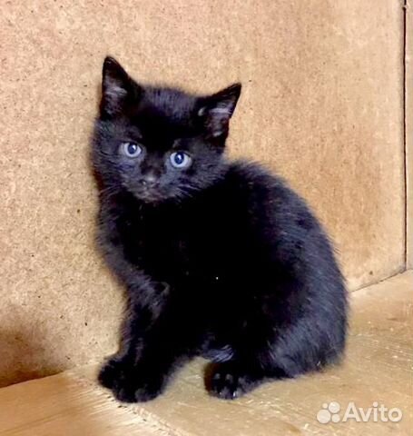 Котёнок мальчик 3мес в дар,в добрые пуки
