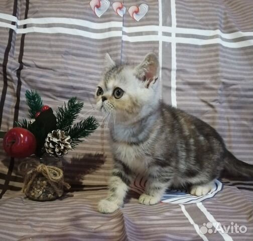 Экзотическая малышка