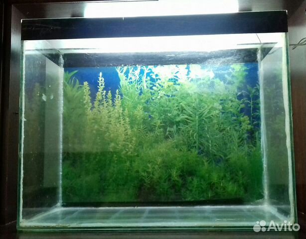 Аквариум