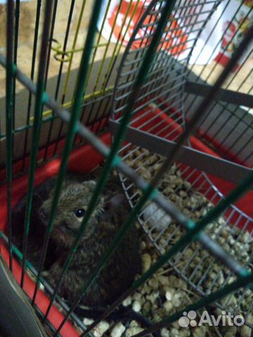 Продам белок Дегу